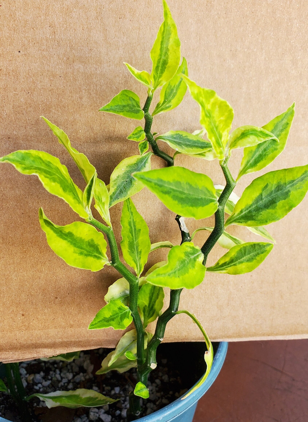 Variegated Devil's Backbone Plant / Euphorbia Tithymaloides ...
