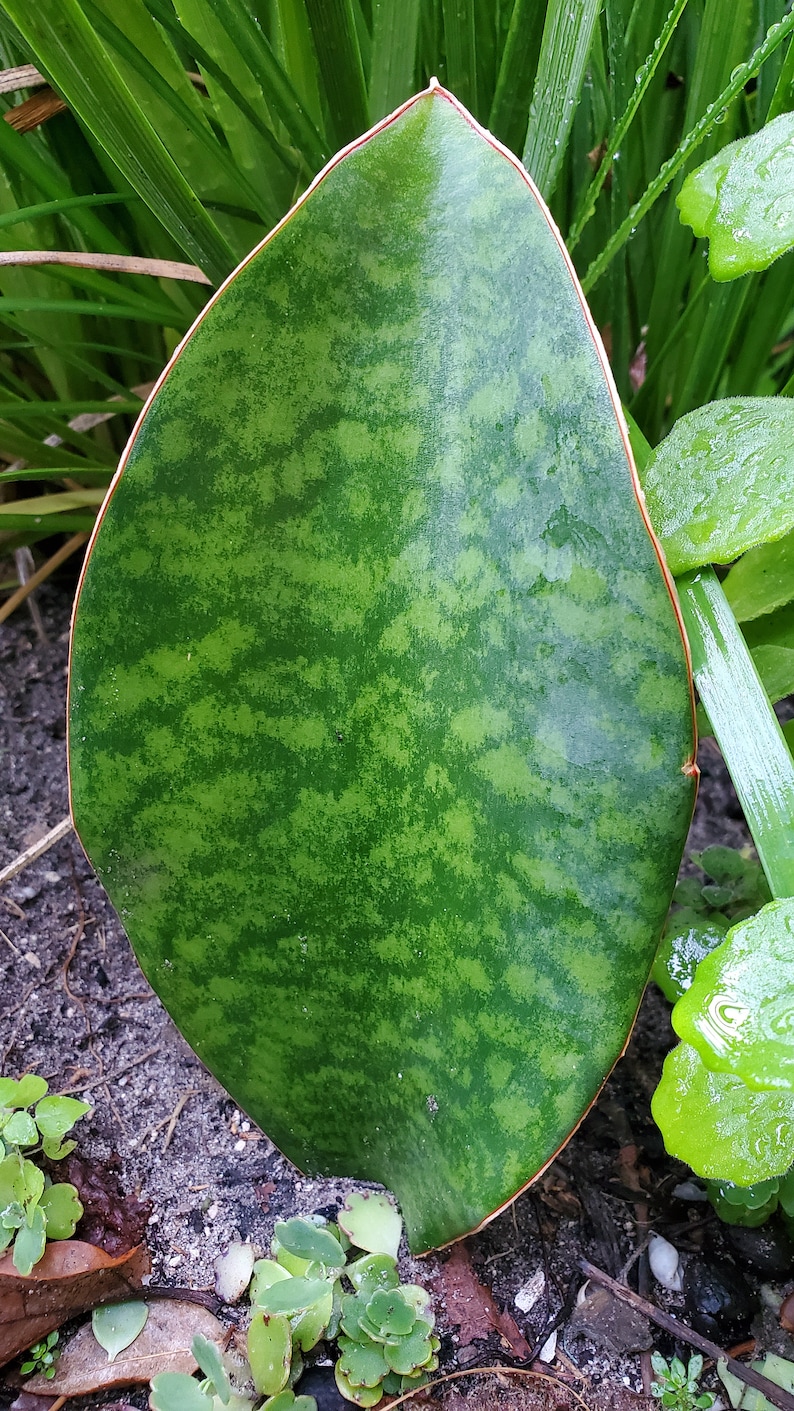 Whale Fin Snake Plant / Sansevieria Masoniana / Dracaena - Etsy