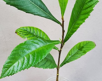 Seeds for Planting, Eriobotrya Japonica Seeds, Japanese Medlar ...