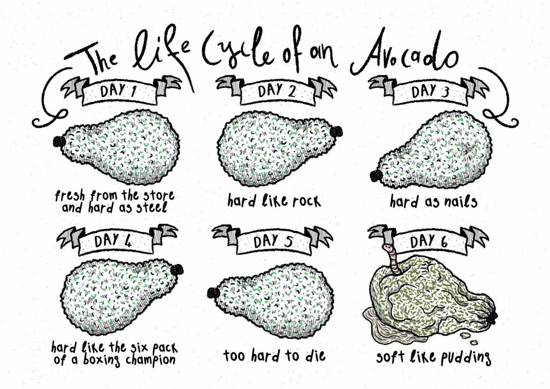 The Life Cycle of an Avocado Print - Etsy India