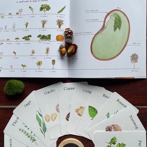 Herb Flash Cards for Kids - Printable Nature Study & Homeschooling ...