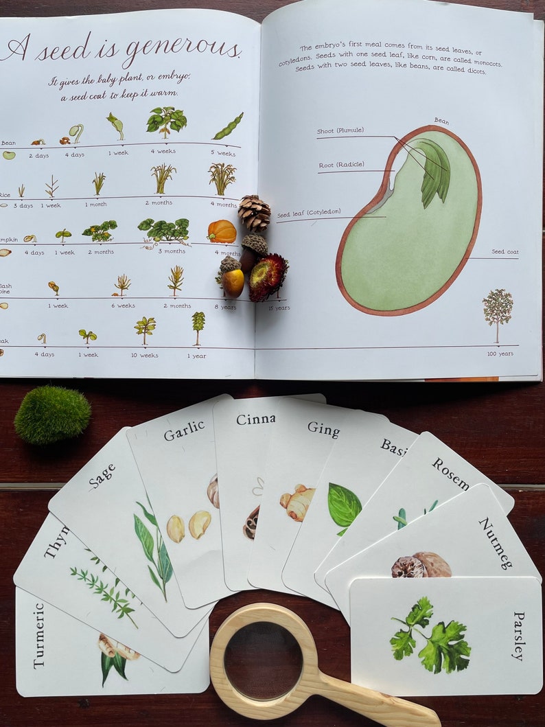Herb Flash Cards for Kids - Printable Nature Study & Homeschooling ...