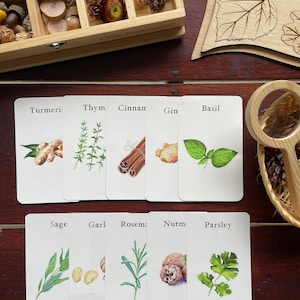 Herb Flash Cards for Kids - Printable Nature Study & Homeschooling ...