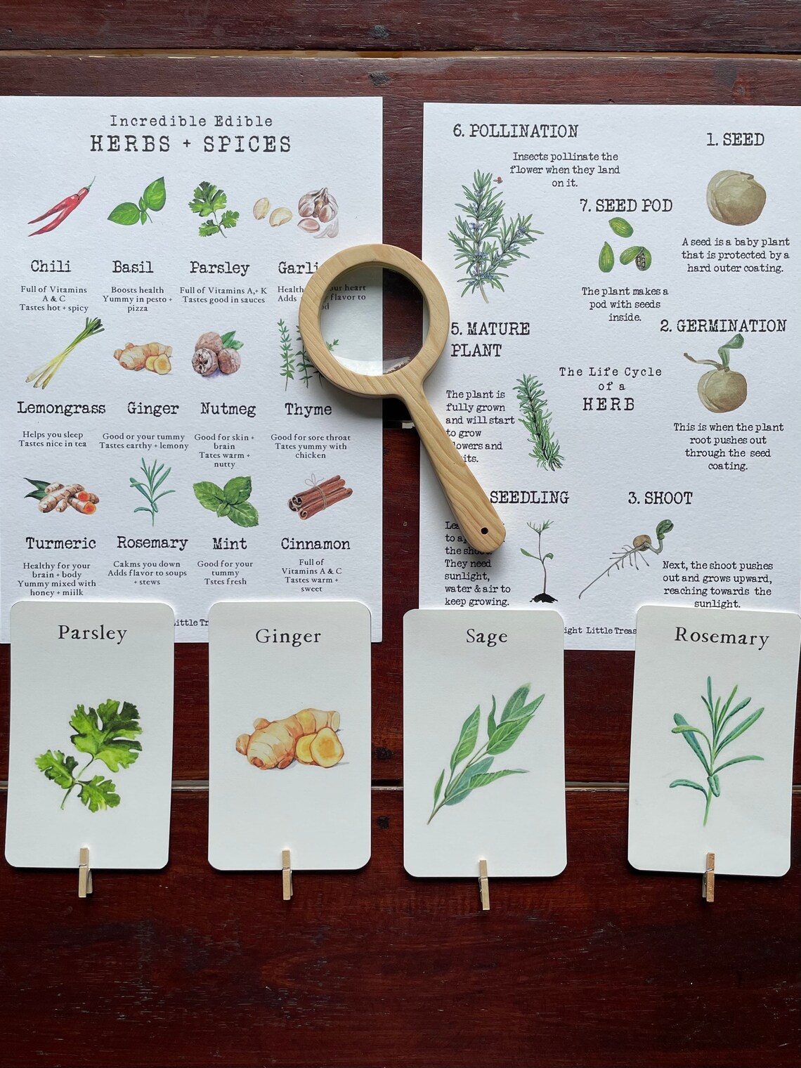 Herb Flash Cards for Kids Printable Nature Study & - Etsy