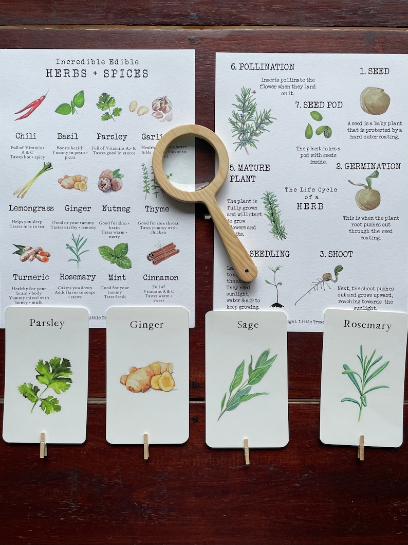 Herb Flash Cards for Kids - Printable Nature Study & Homeschooling ...