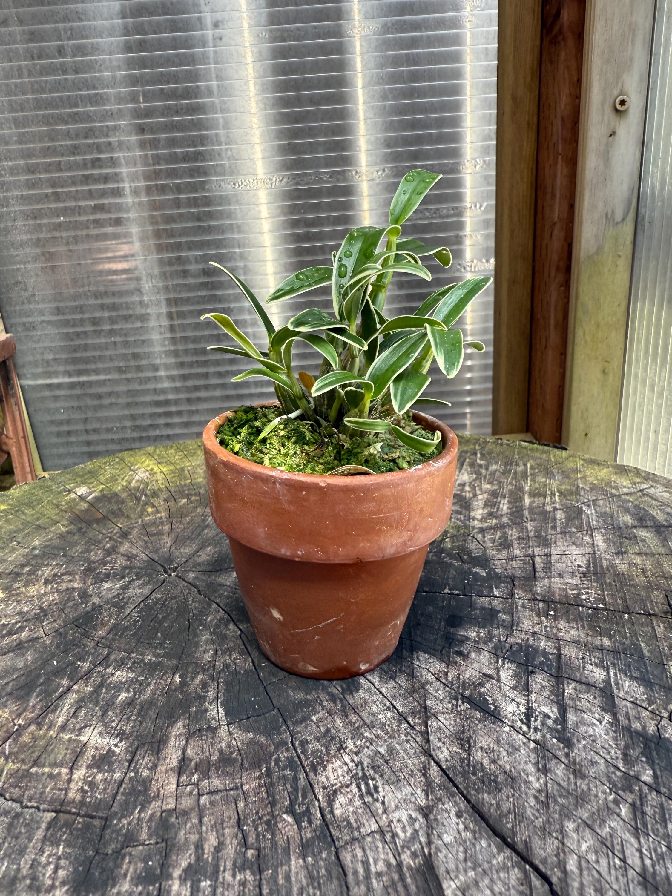 Collection Species Orchid/ Dendrobium Affine Moniliforme (variegated ...
