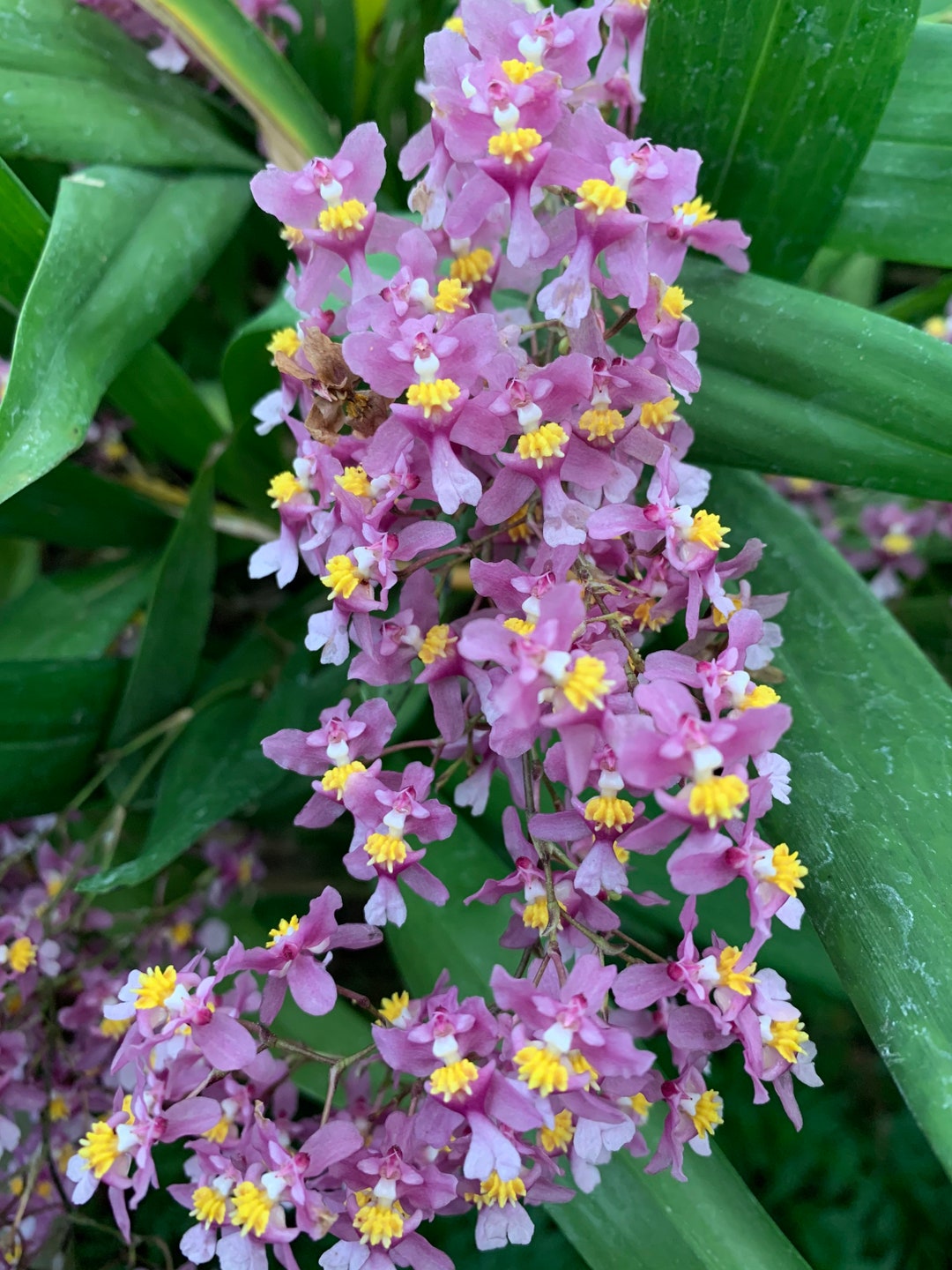 Blooming Size/ Species Fragrant Orchid/ Oncidium Ornithorhynchum in 3 ...