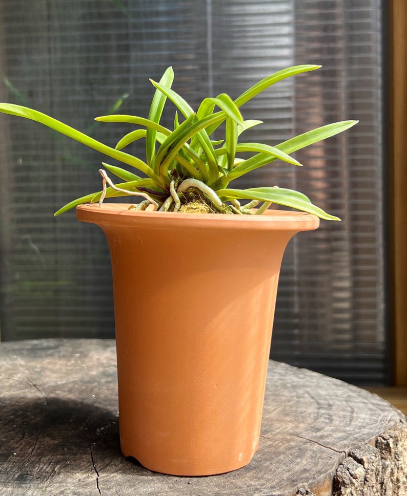 Terracotta Orchid Pot / Japanese Kokedama Fuukiran Mounted Pot 3” /2 ...