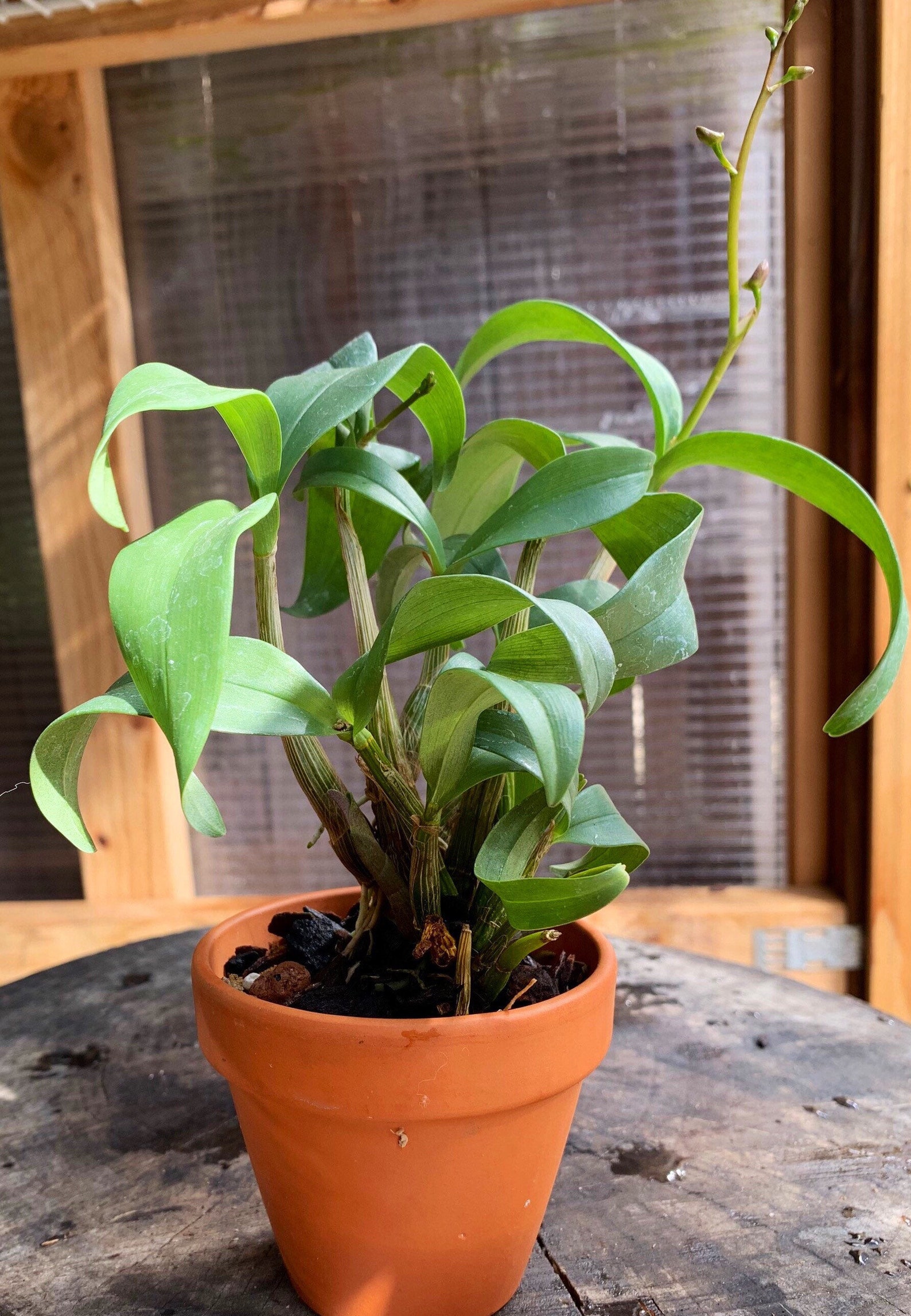 Fragrant Orchid/blooming Size/ Den. Kingianum (pink) / Compact Plants ...