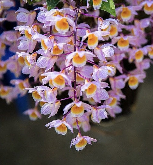 Dendrobium Farmeri (pink Form)/ Species Orchid/ Blooming Size in 3 ...
