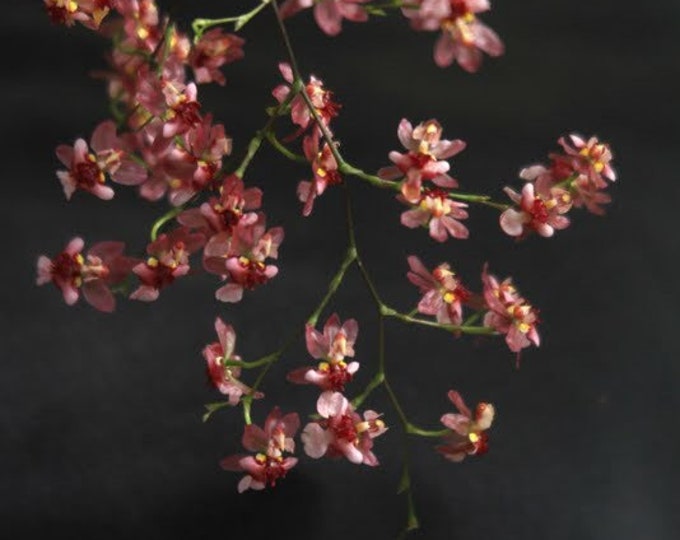 In Spike! Onc. Tsiku Marguerite Chian-tzy Yearning, Amazing Fragrance ...