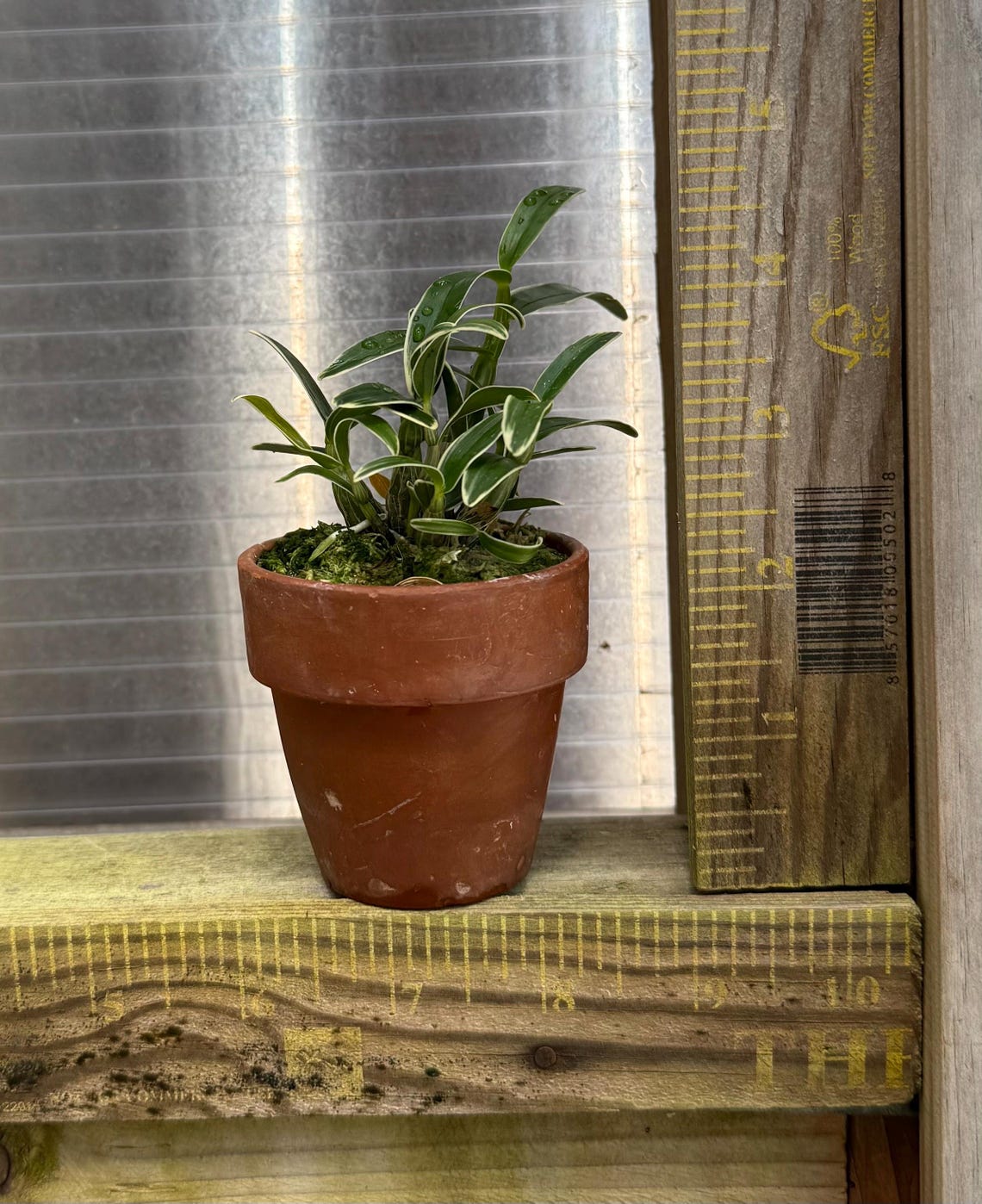 Collection Species Orchid/ Dendrobium Affine Moniliforme (variegated ...