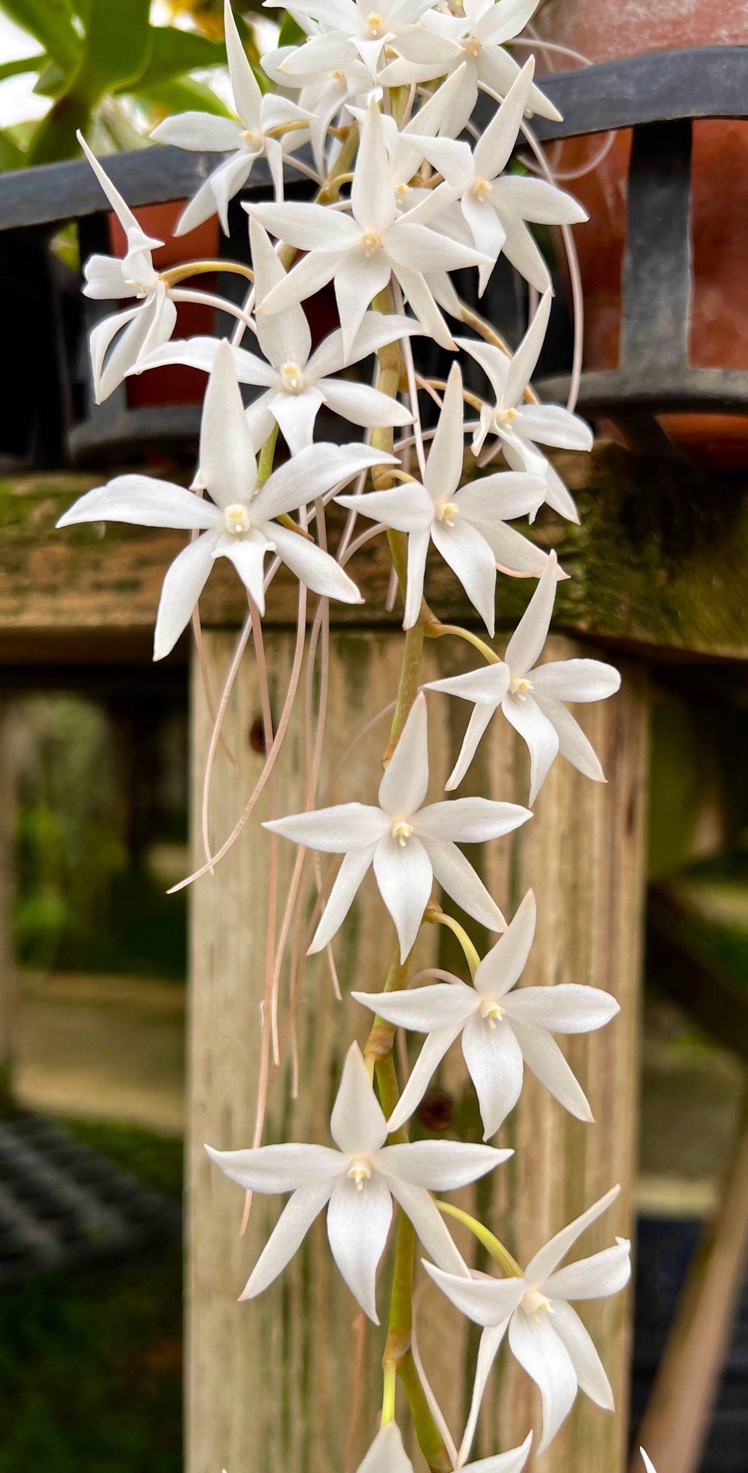 Species Mini Orchid/ Slightly Fragrant /aerangis Biloba/ 3” Pot - Etsy