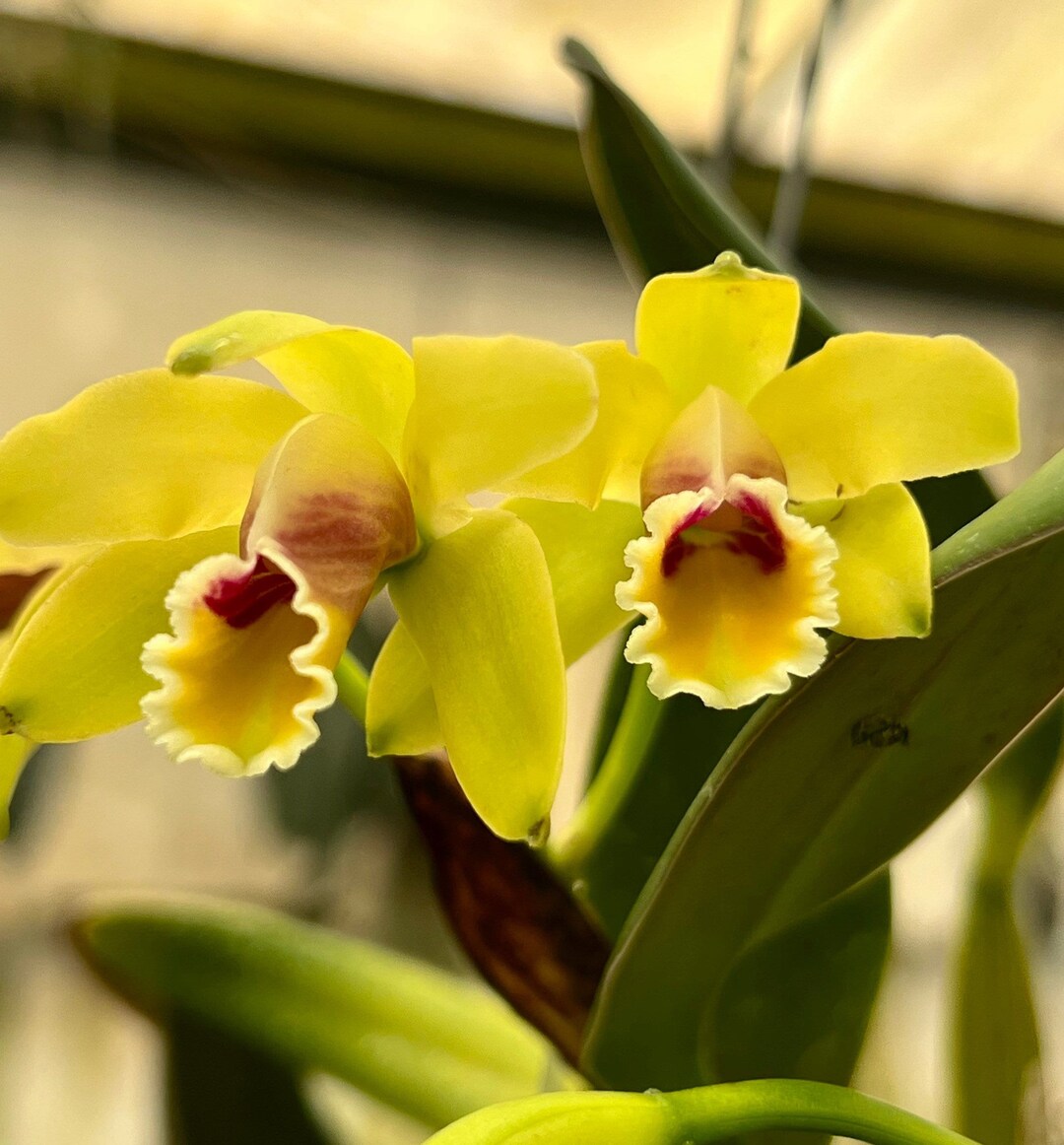 Fragrant Species Orchid/ Mini Cattleya Luteola (4N)/ 2” Nursery Pot. - Etsy