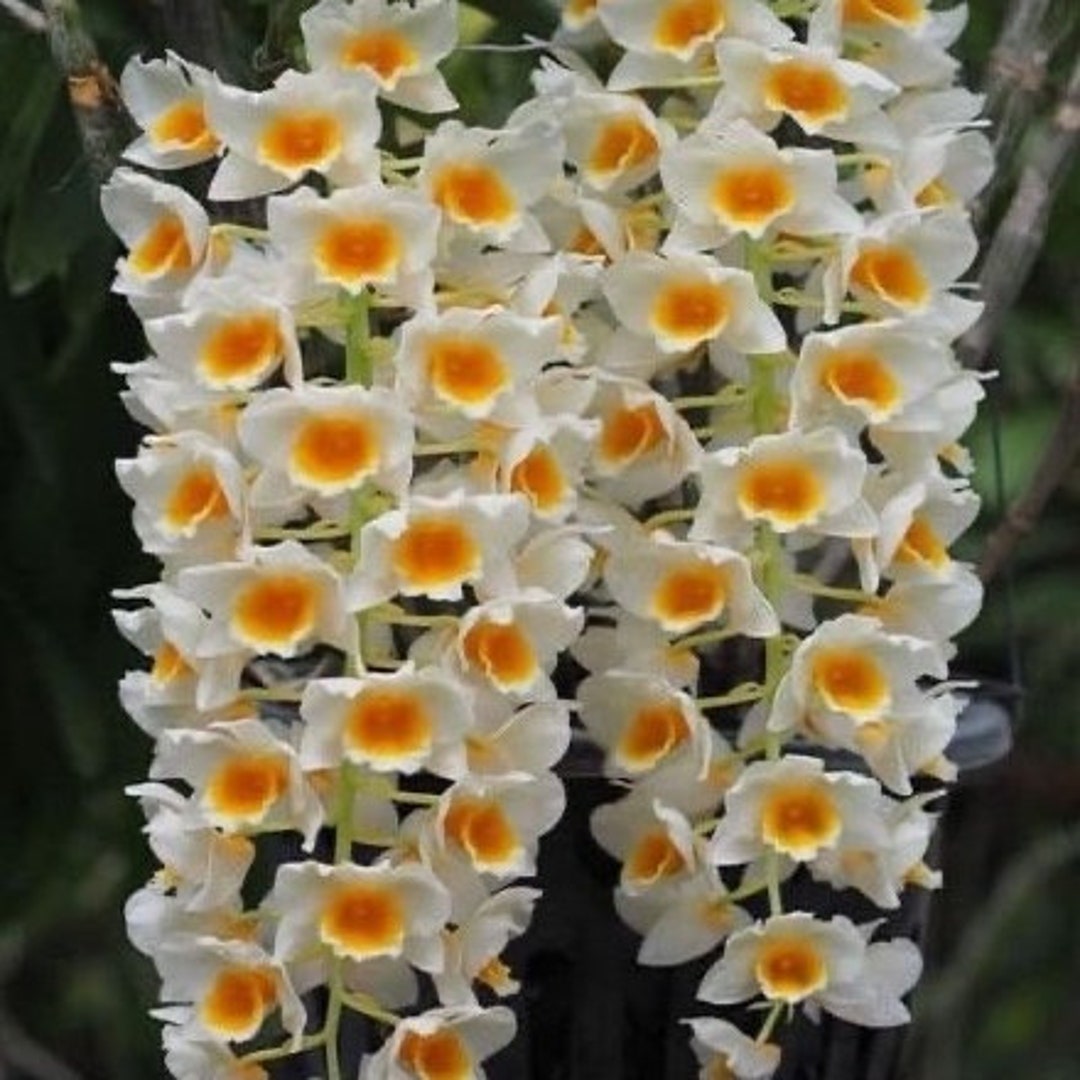 Dendrobium Farmeri F. Albiflorum (yellow Lip, Pure White Tepals ...