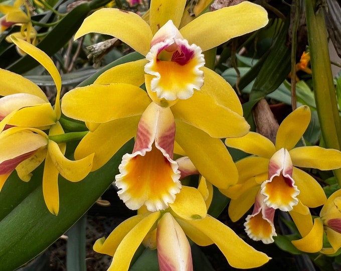 Fragrant Species Orchid/ Mini Cattleya Luteola 4N/ 2 - Etsy