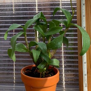 Fragrant Orchid/blooming Size/ Den. Kingianum (pink) / Compact Plants ...