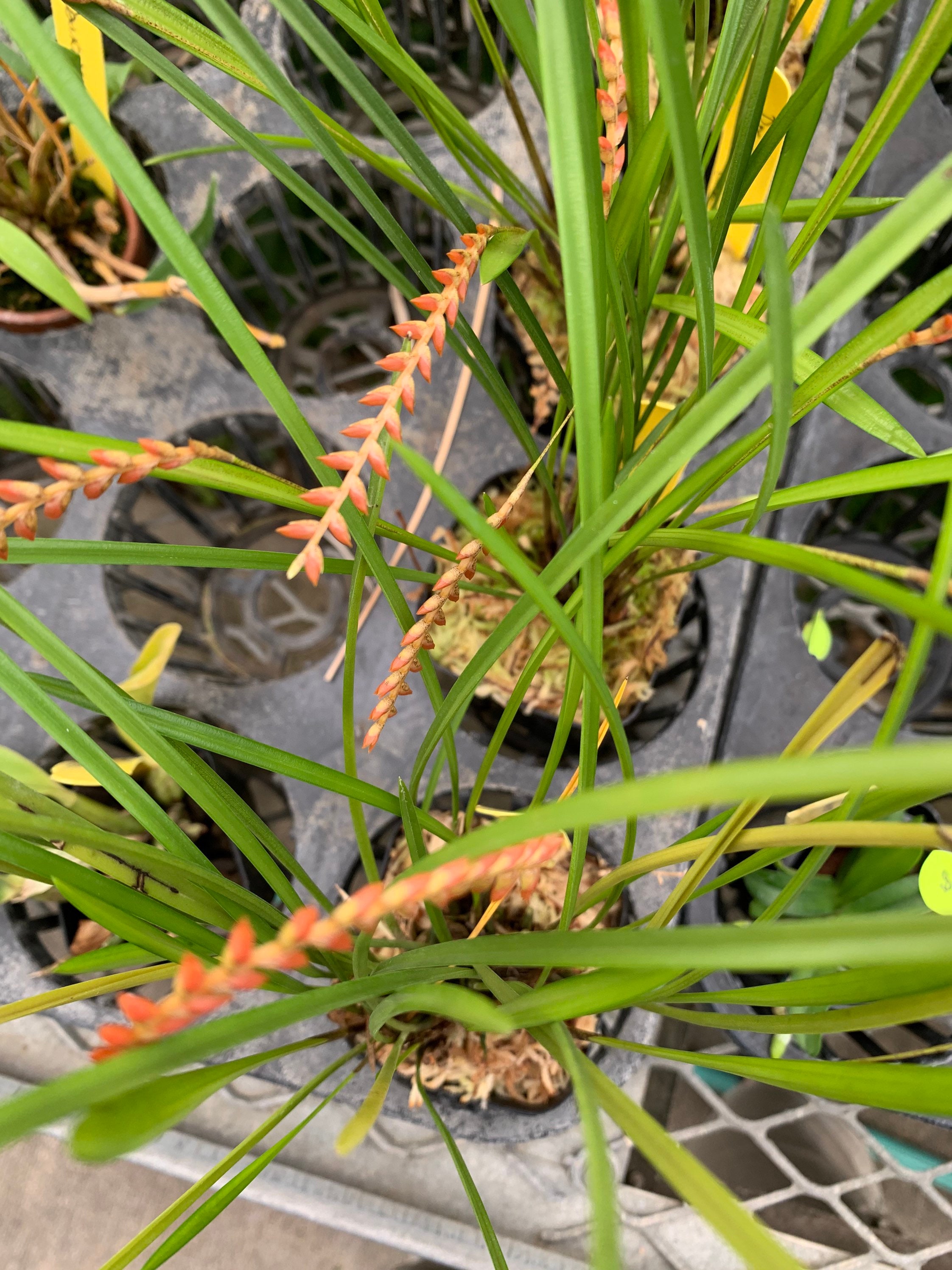 Blooming or Blooming Before/ Dendrochilum Wenzelii (orange Form) - Etsy