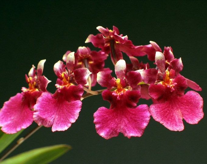 Tolumnia Orchid /oncidium Popoki ‘mitzi’ (near Blooming Size in 2 1/2 ...