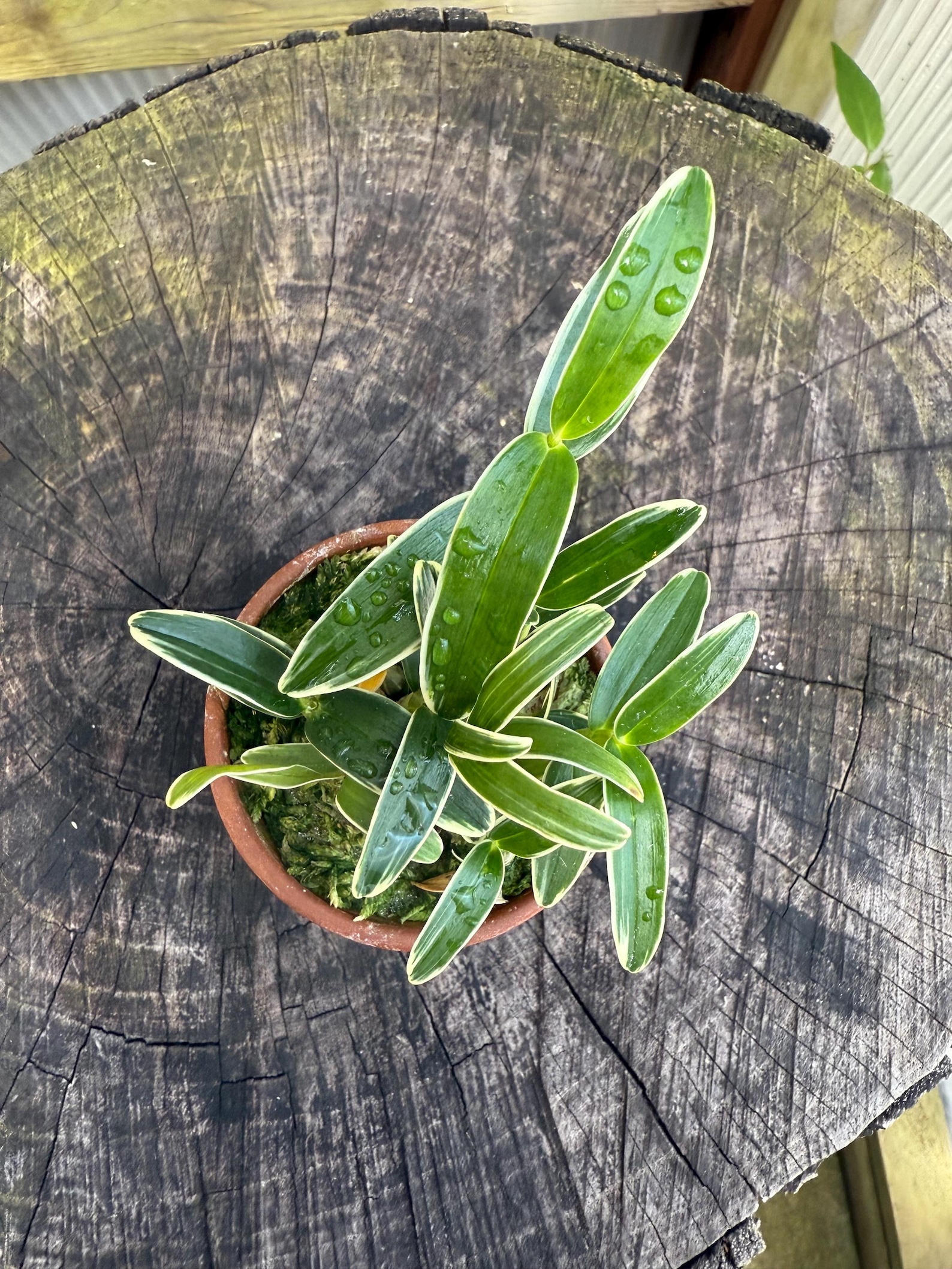 Collection Species Orchid/ Dendrobium Affine Moniliforme (variegated ...