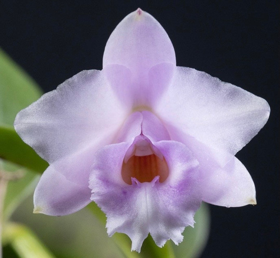 A Tiny Species Orchid/ Cattleya Alaorii / Blooming Size in 2 1/2” Pot - Etsy