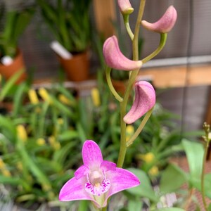 Fragrant Orchid/blooming Size/ Den. Kingianum (pink) / Compact Plants ...