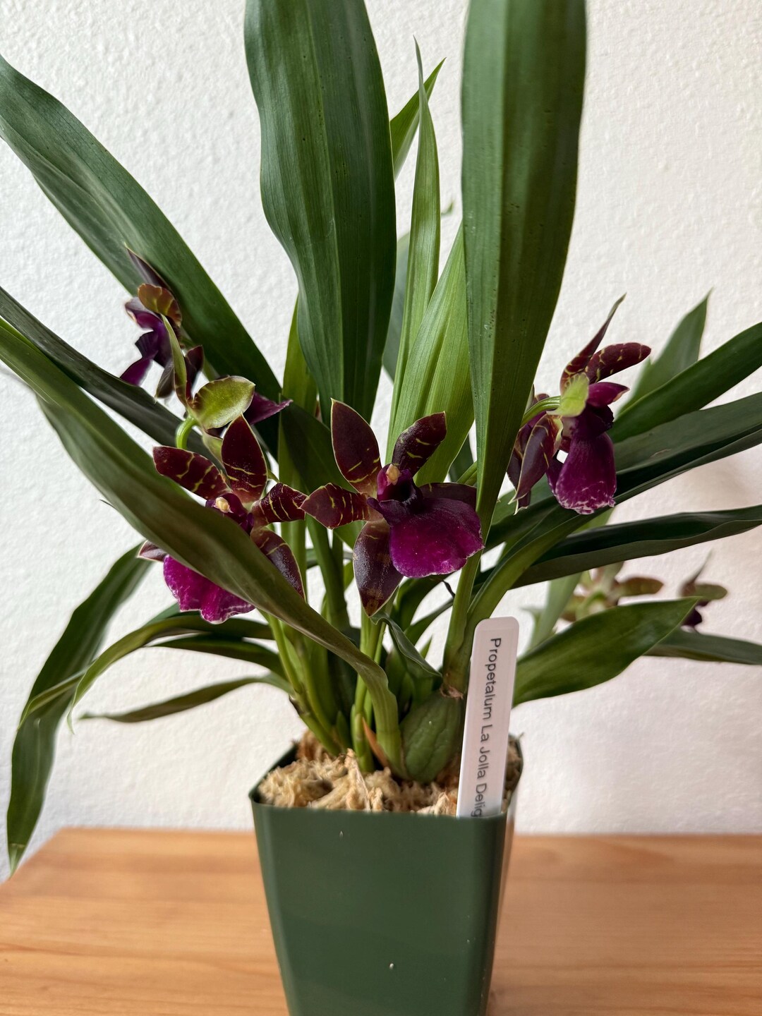 A Blooming Size/ Compacted Orchid/ Propetalum La Miniature - Etsy