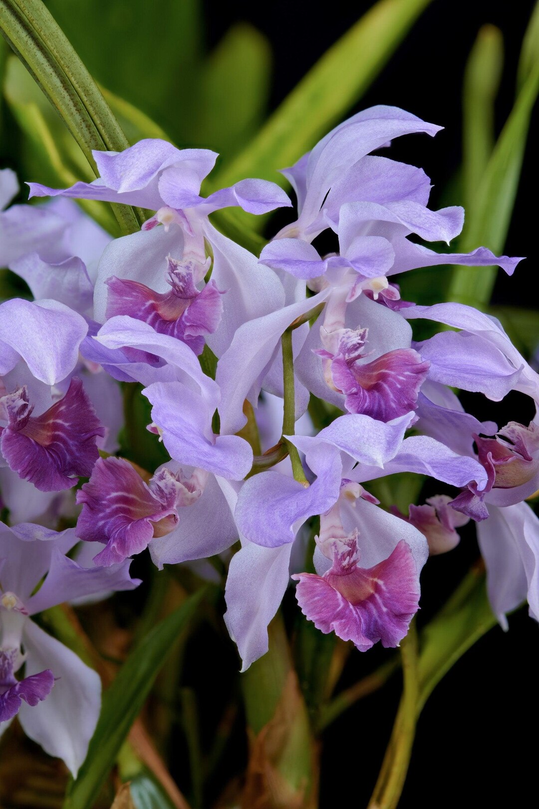 A Fragrant Species Orchid/ Compacted Plants / Acacallis Cyanea ...