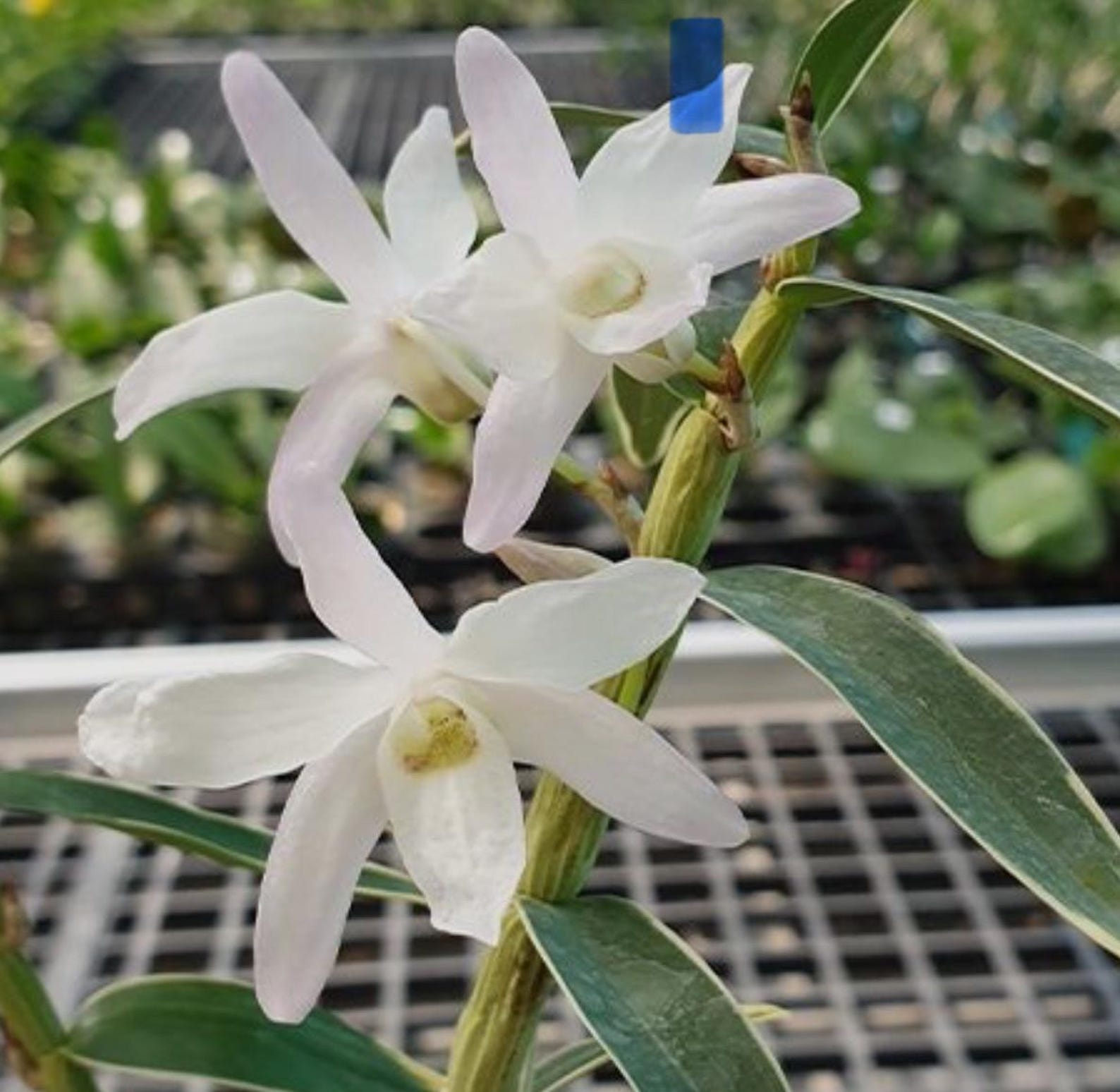 Collection Species Orchid/ Dendrobium Affine Moniliforme (variegated ...