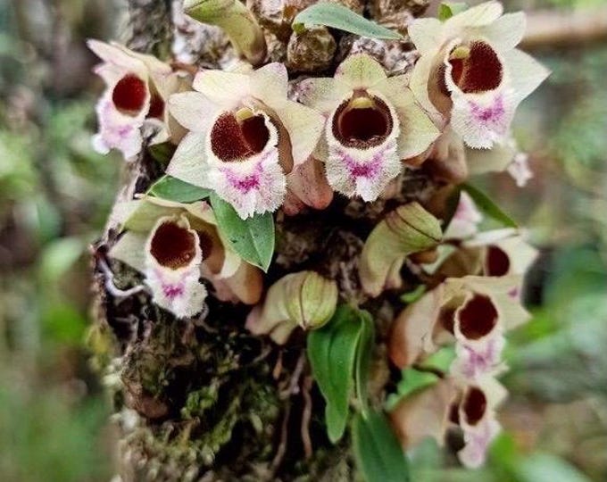 A Miniature Species Orchid/ Dendrobium Hekouense / Blooming Size ...