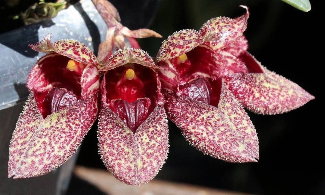 A Cute Species Orchid/ Bulbophyllum Frostii / 3” Nursery Pot. - Etsy