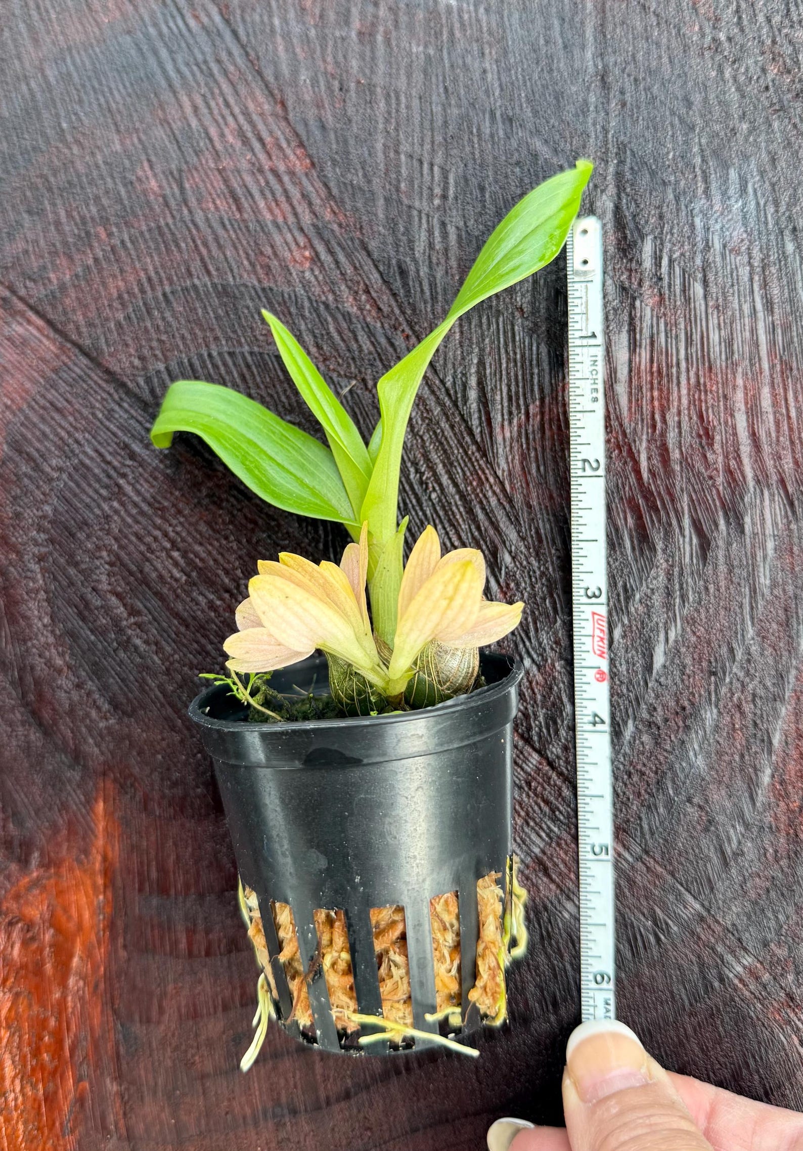 Rare Species Mini Orchid/ Dendrobium Laevifolium/ Blooming Size or ...