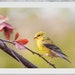 Eastern Goldfinch Digital Photo | Goldfinch Wall Art Print, Yellow Bird ...