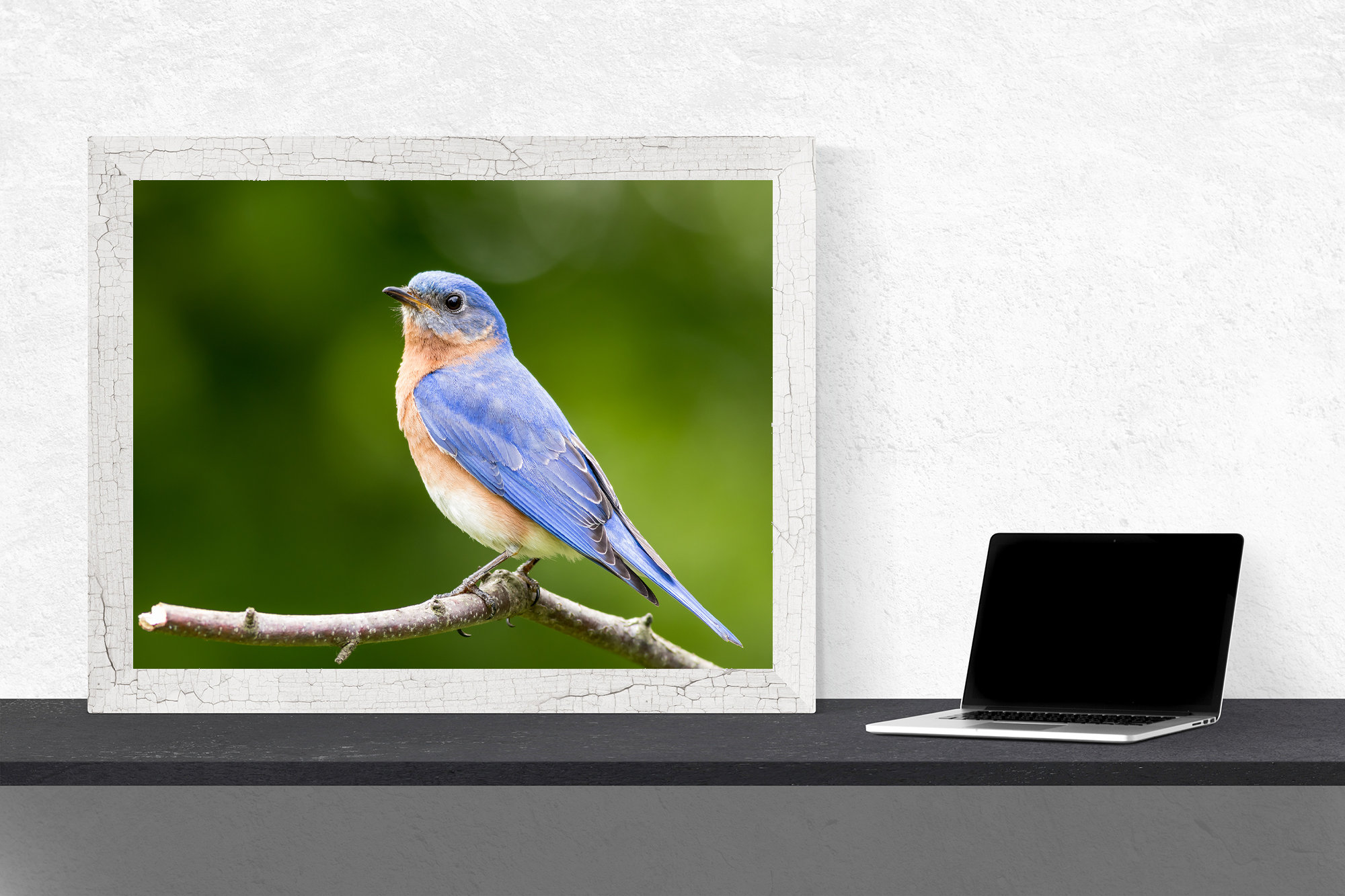 Eastern Bluebird Pose Digital Photo Wall Art Print, Digital Download ...