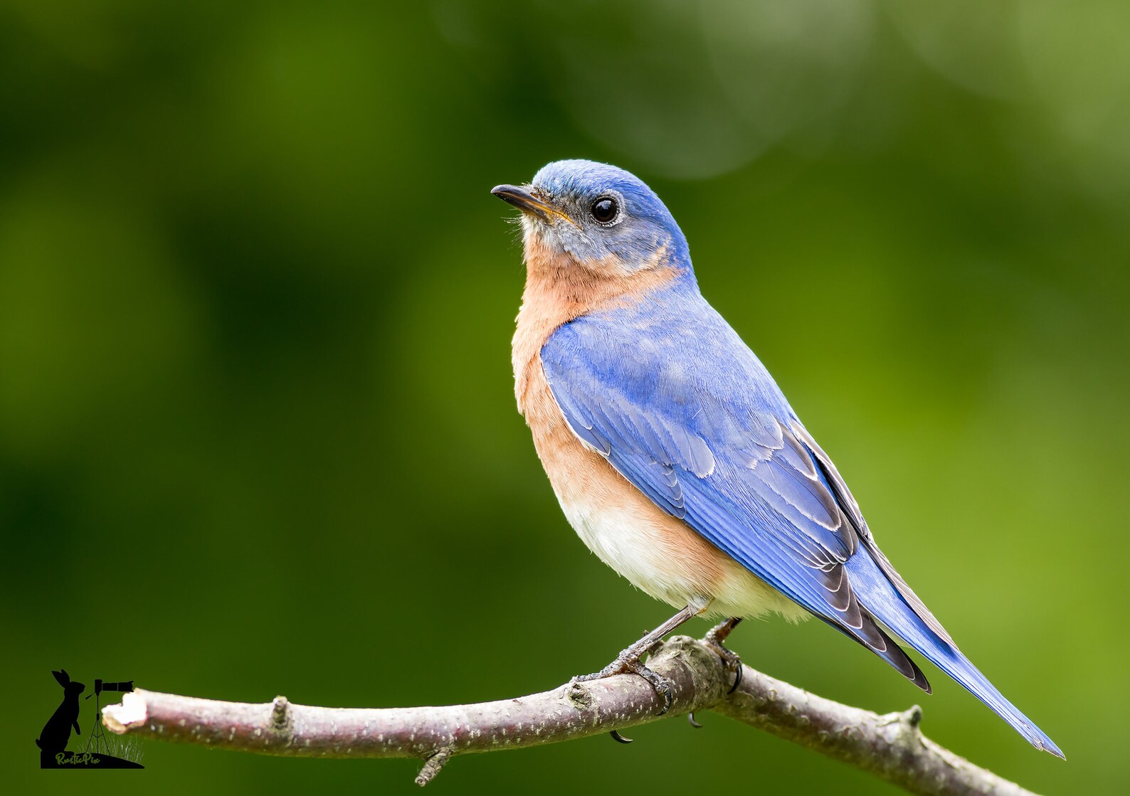 Eastern Bluebird Pose Digital Photo Wall Art Print, Digital Download ...