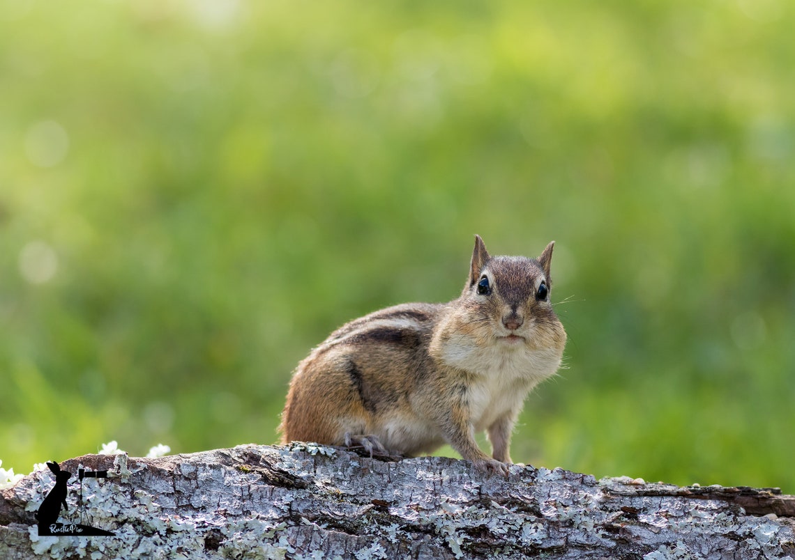 Chipmunk Pose Digital Photo Wall Art Print Digital - Etsy
