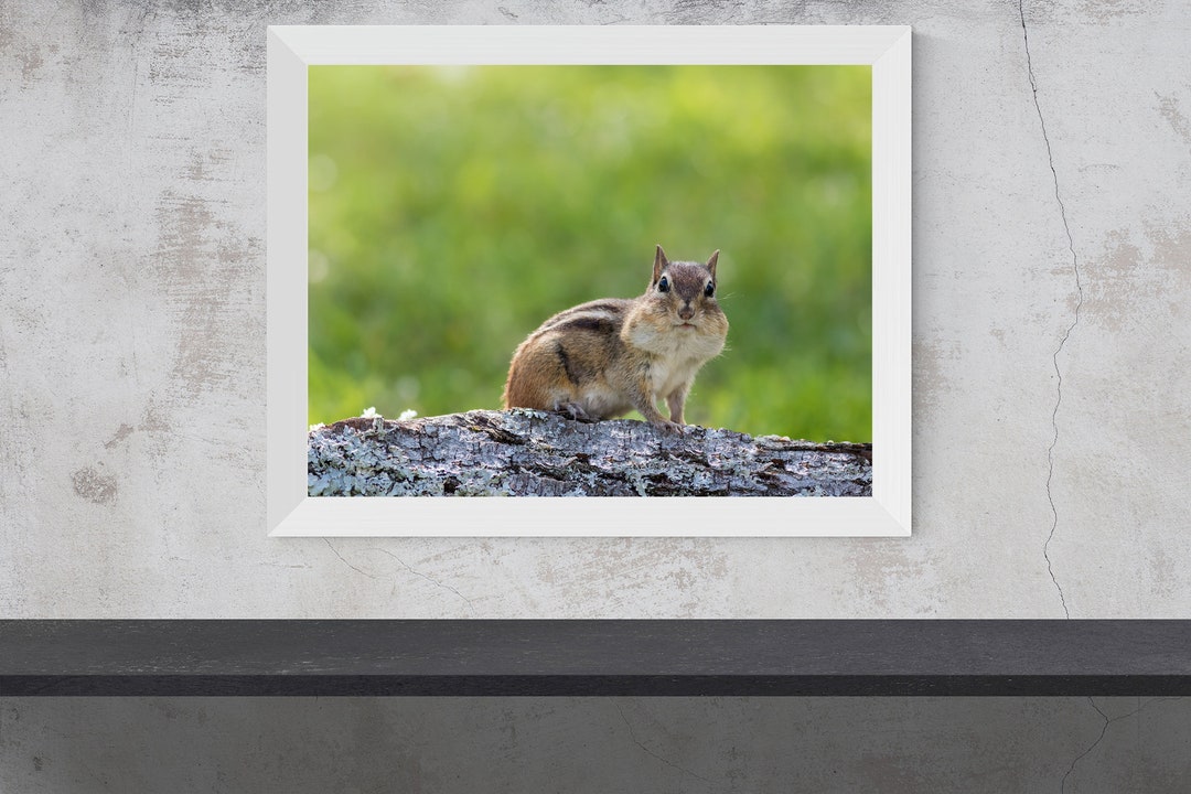 Chipmunk Pose Digital Photo | Wall Art Print, Digital Download, Large ...
