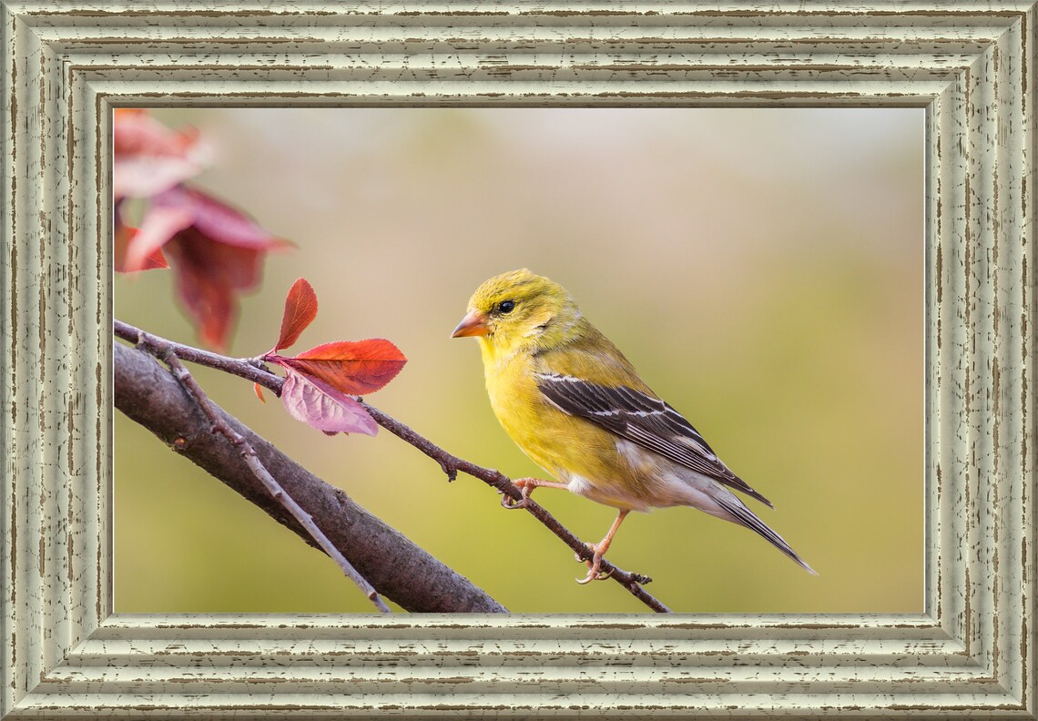 Eastern Goldfinch Digital Photo | Goldfinch Wall Art Print, Yellow Bird ...