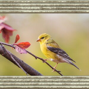 Eastern Goldfinch Digital Photo | Goldfinch Wall Art Print, Yellow Bird ...