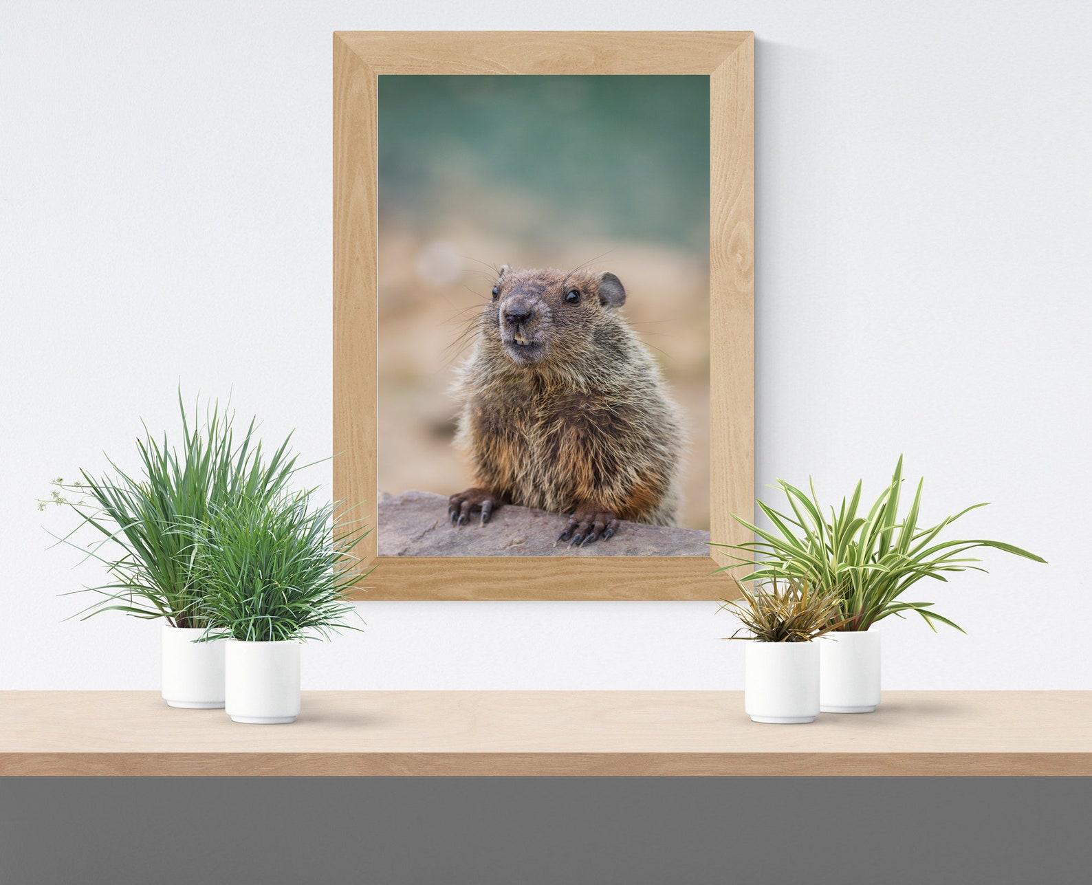 Groundhog Wall Art Print | Wall Art Print, Groundhog Photo, Digital ...