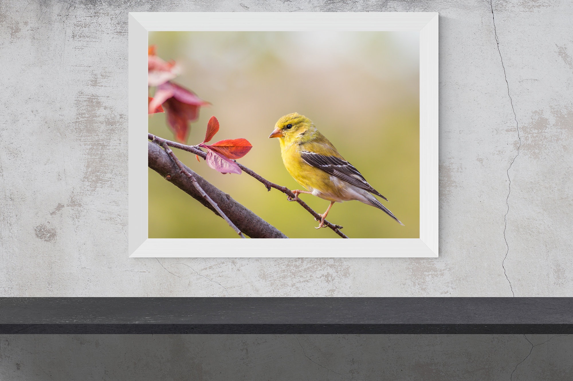 Eastern Goldfinch Digital Photo | Goldfinch Wall Art Print, Yellow Bird ...