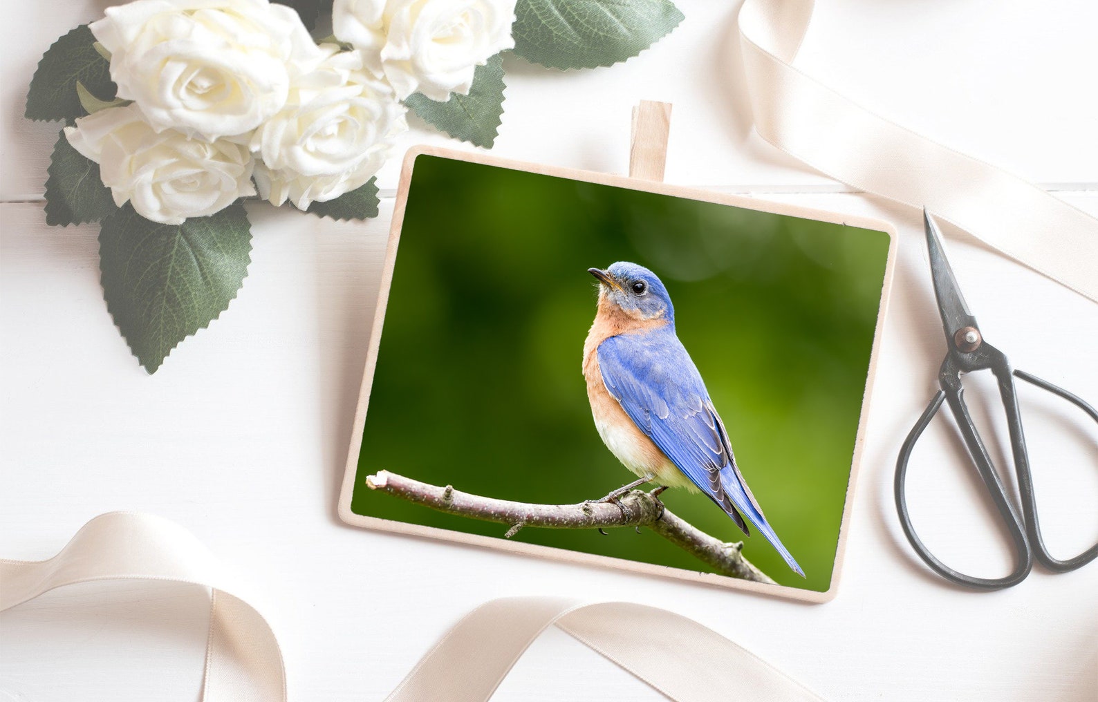 Eastern Bluebird Pose Digital Photo | Wall Art Print, Digital Download ...