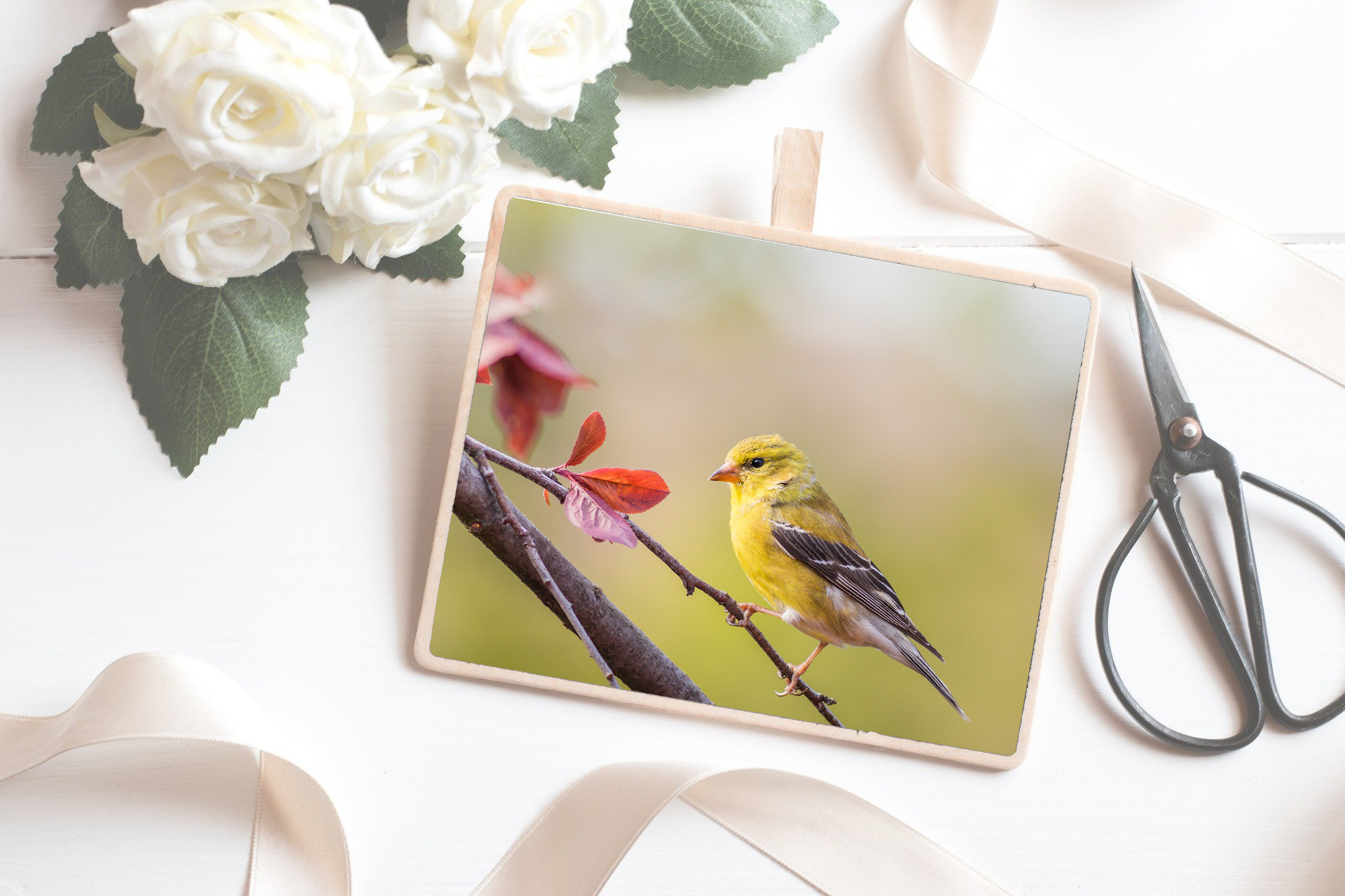 Eastern Goldfinch Digital Photo | Goldfinch Wall Art Print, Yellow Bird ...