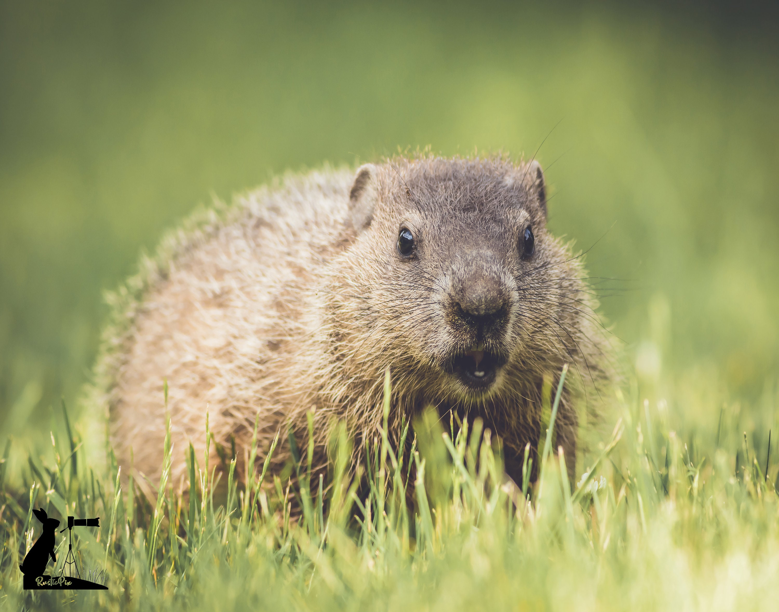 Baby Groundhog in Grass Digital Photo Wall Art Print - Etsy