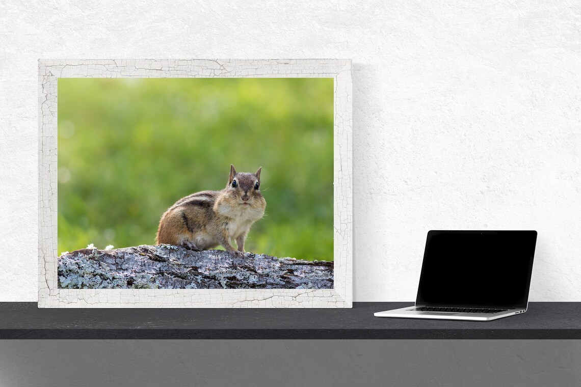 Chipmunk Pose Digital Photo Wall Art Print Digital - Etsy
