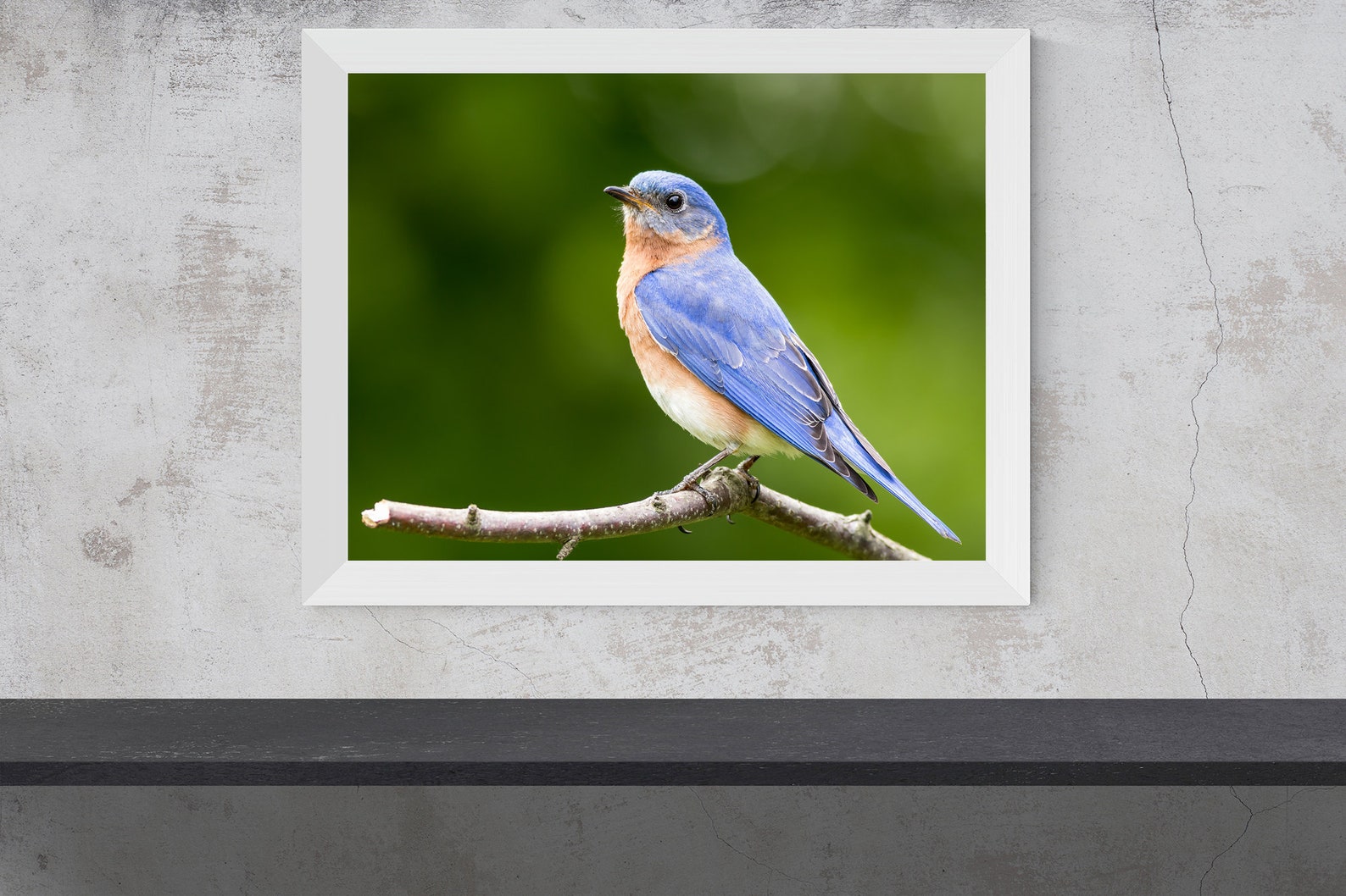Eastern Bluebird Pose Digital Photo | Wall Art Print, Digital Download ...