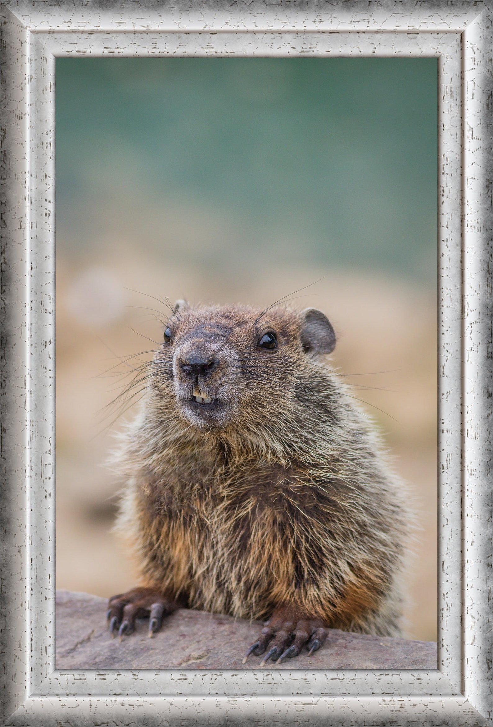 Groundhog Wall Art Print | Wall Art Print, Groundhog Photo, Digital ...