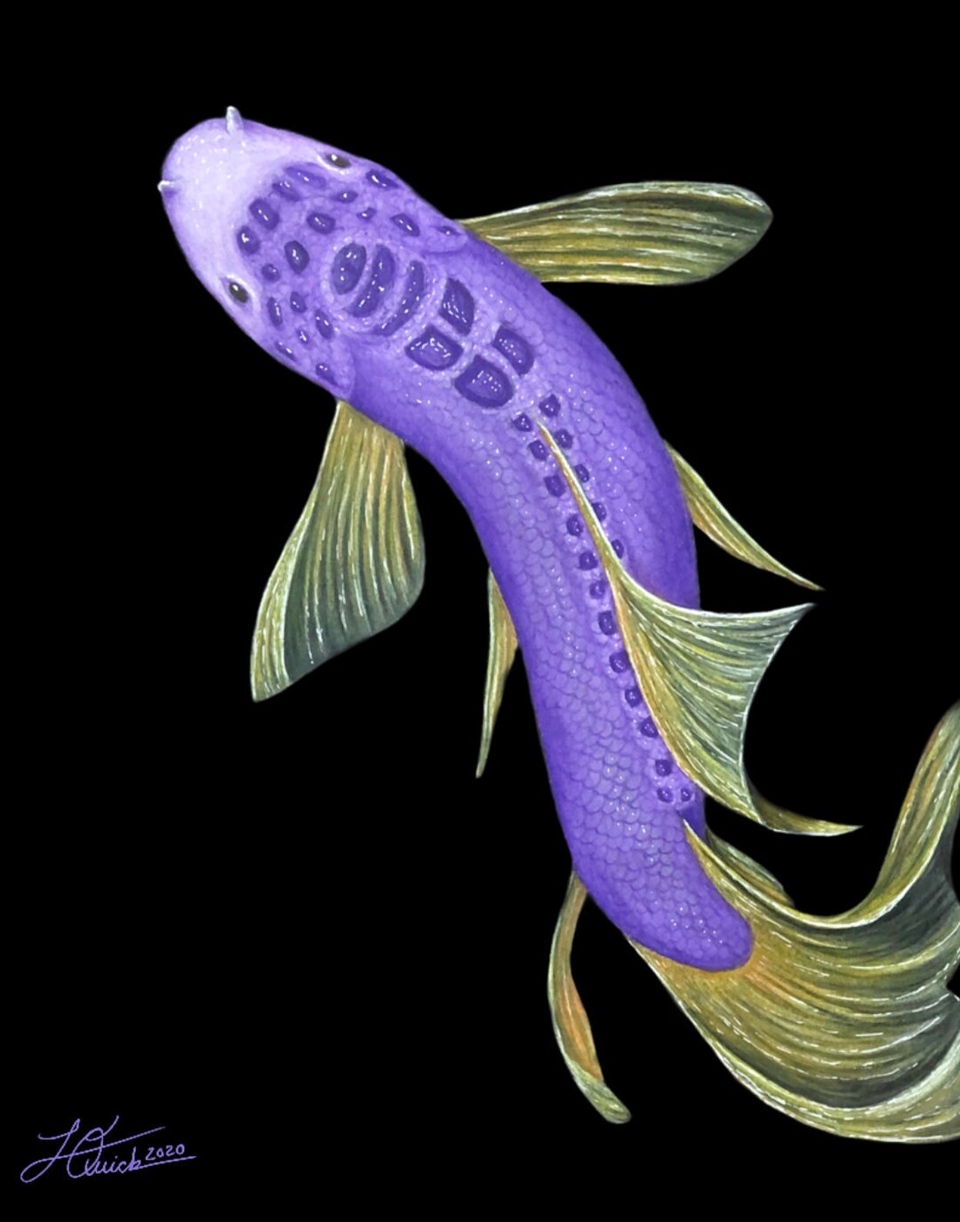 Butterfly Koi Fish - Etsy