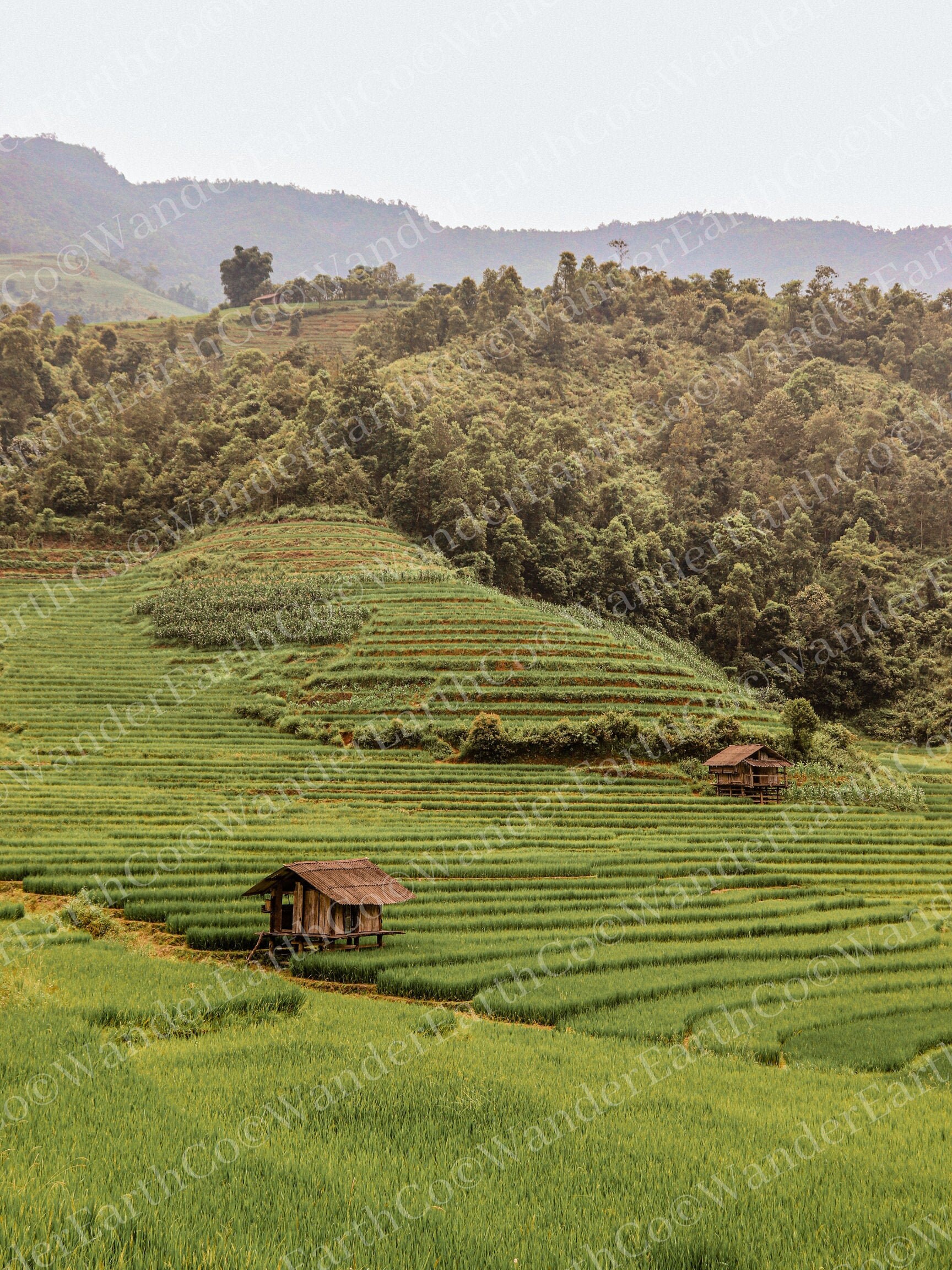 Rice Field Photo, SVG Digital Download, Wall Art, Printable, Nature ...