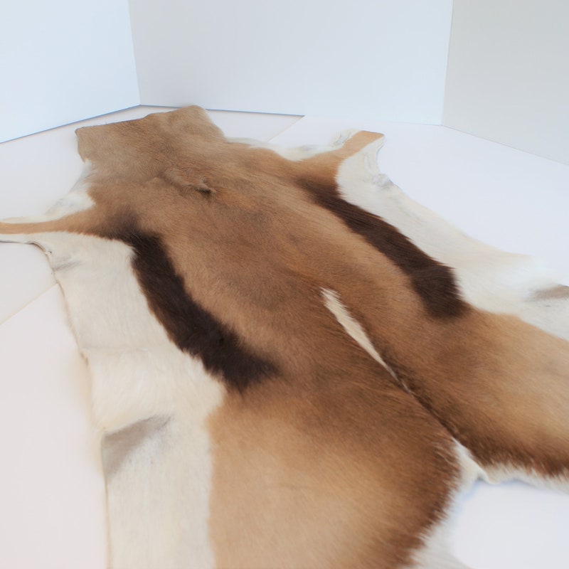 Springbok Hide - Etsy